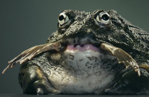 Tim Flach Photography With Amazing Creatures