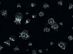 Tim Flach Photography With Amazing Creatures